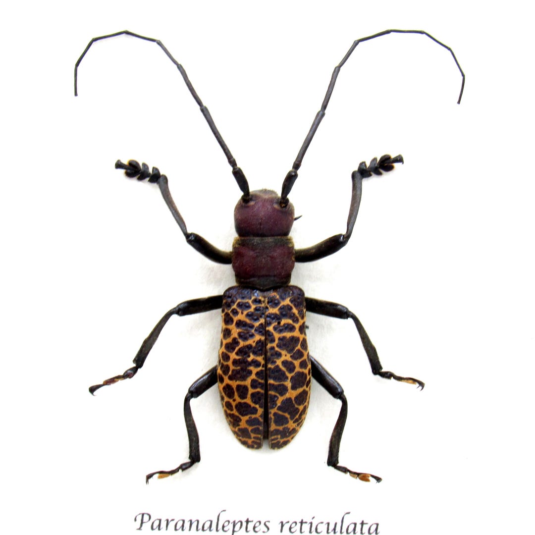 Real Cashew Stem Girdler Longhorn Beetle Framed Specimen - Paranaleptes ...