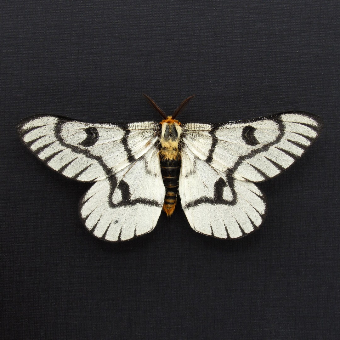 Real Sagebrush Sheep Moth Framed Taxidermy - Hemileuca Hera - Victorian ...