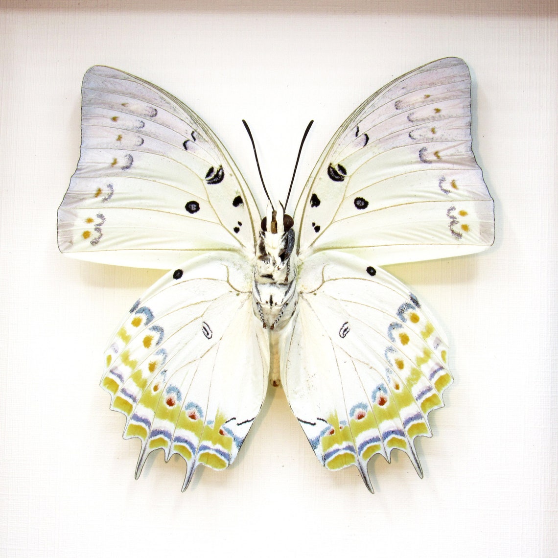 Real Jewel Nawab Butterfly Framed Taxidermy Polyura Delphis - Etsy