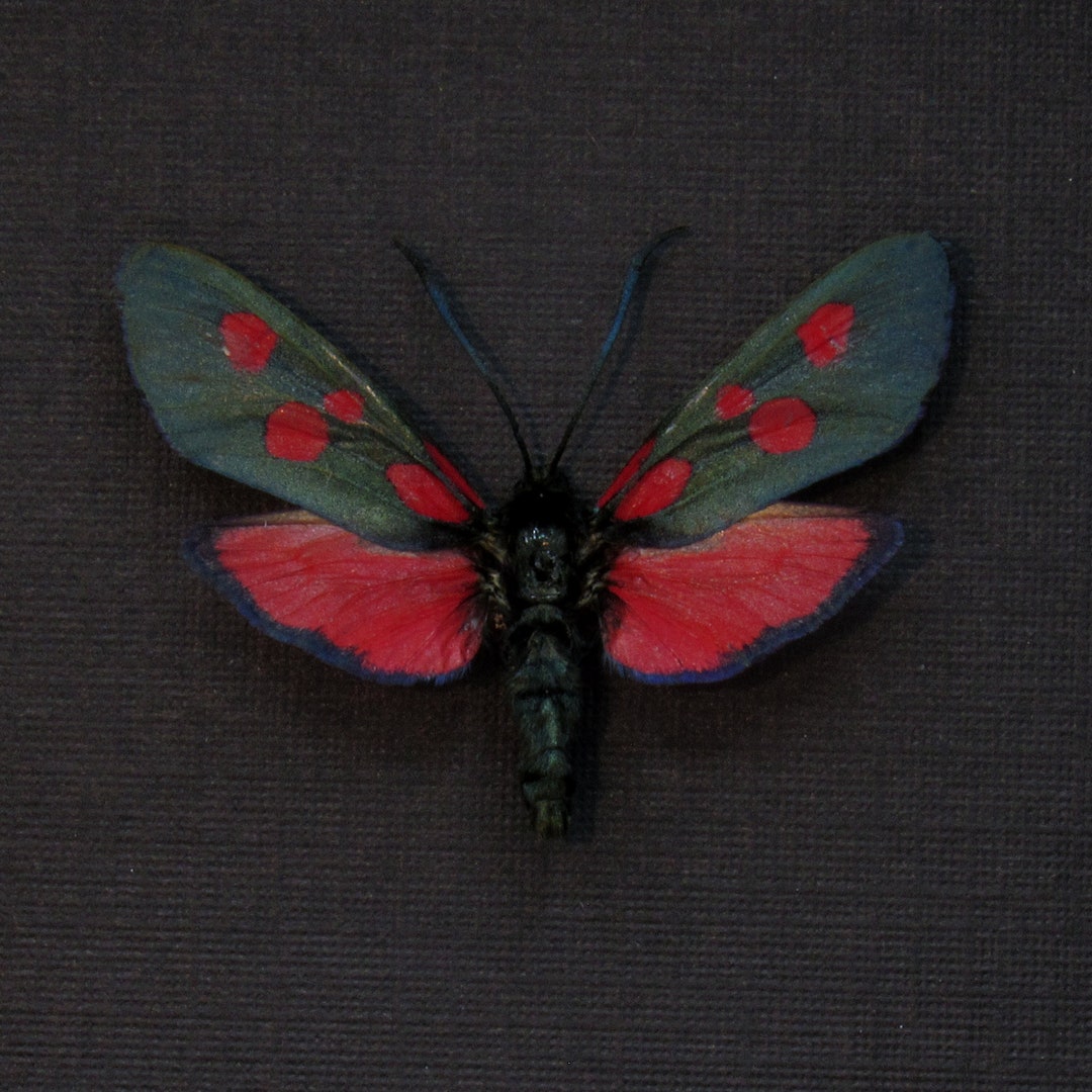 Real Red Five Spot Burnet Moth Framed Taxidermy - Zygaena Lonicerae ...