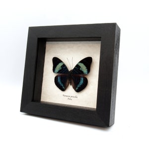 Real Blue Procilla Beauty Butterfly Framed Taxidermy - Panacea Procilla ...
