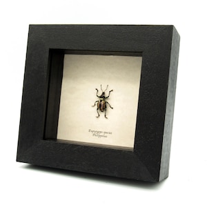 Real Pink Weevil Beetle Framed Specimen - Eupyrgops Species - Etsy