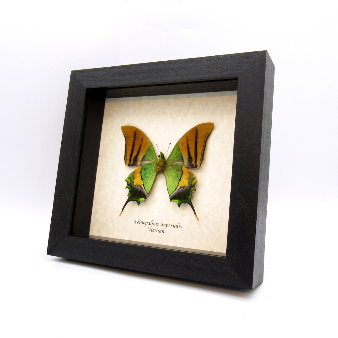 Real Rare Kaiser-i-hind Swallowtail Butterfly Framed Taxidermy - Etsy