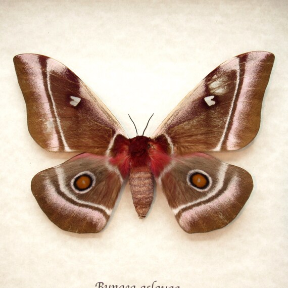Real Giant Pink Madagascar Emperor Moth Framed Taxidermy - Etsy