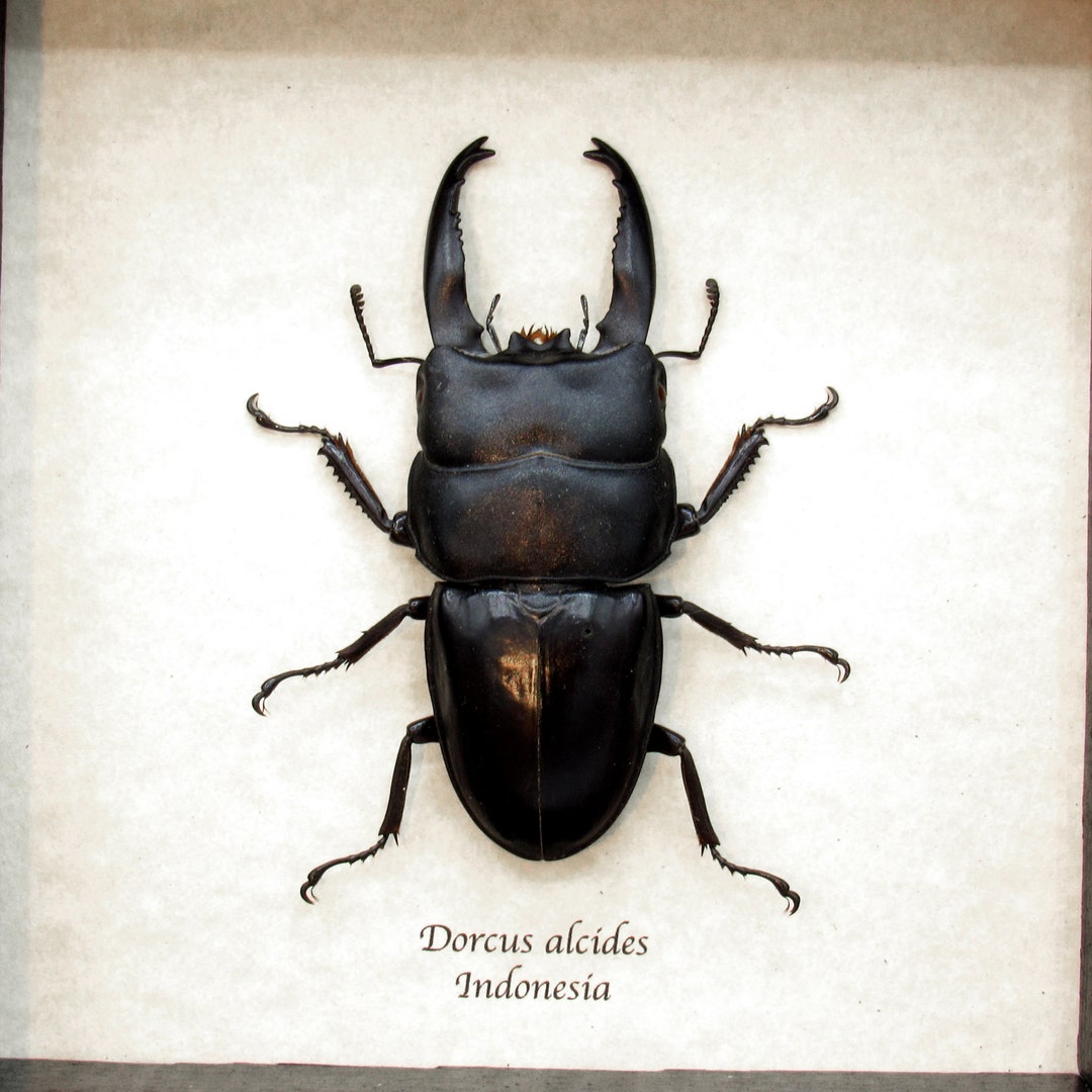 Real Giant Stag Beetle Framed Taxidermy - Dorcus Alcides - XL - Etsy