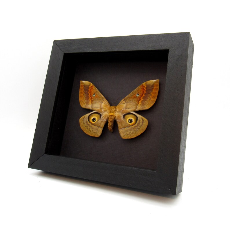 Rare Female Saturn Moth Framed Taxidermy Salassa Thespis - Etsy