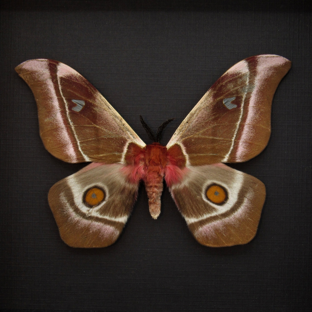 Real Pink Madagascar Emperor Moth Framed Taxidermy - Bunaea Aslauga - Etsy