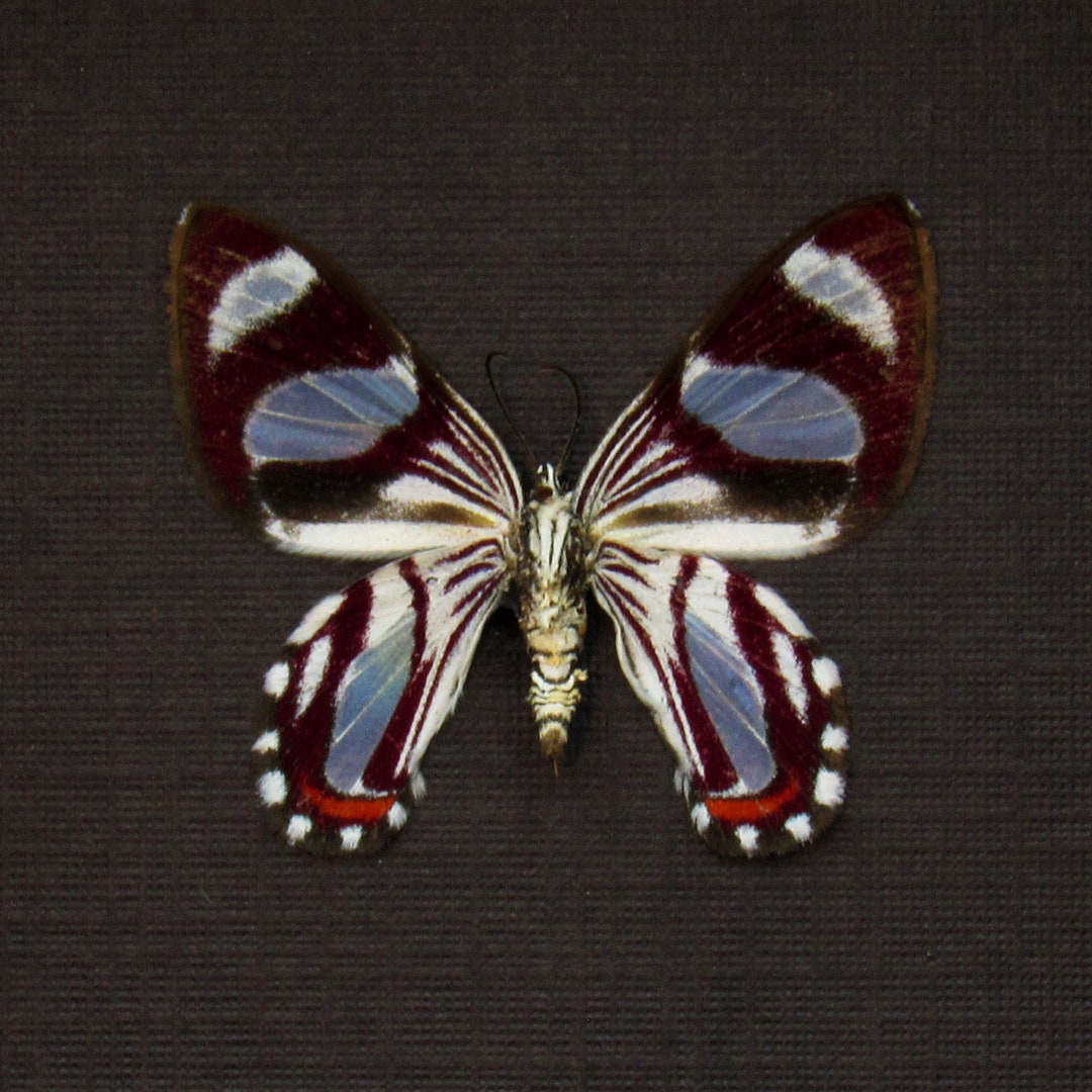 Rare Maroon Geometer Moth Framed Taxidermy Erateina Rogersi - Etsy