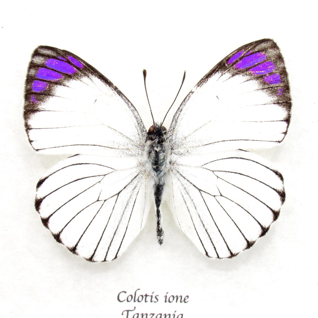 Real Purple Tip Butterfly Framed Taxidermy - Colotis Ione - Etsy