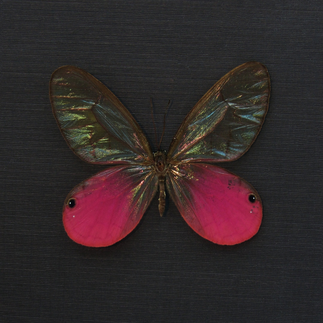 Real Pink Blushing Phantom Butterfly Framed Taxidermy Cithaerias Pireta ...