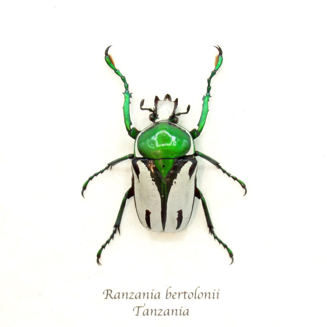 Real Green Flower Beetle Framed Taxidermy - Ranzania Bertolonii - Etsy