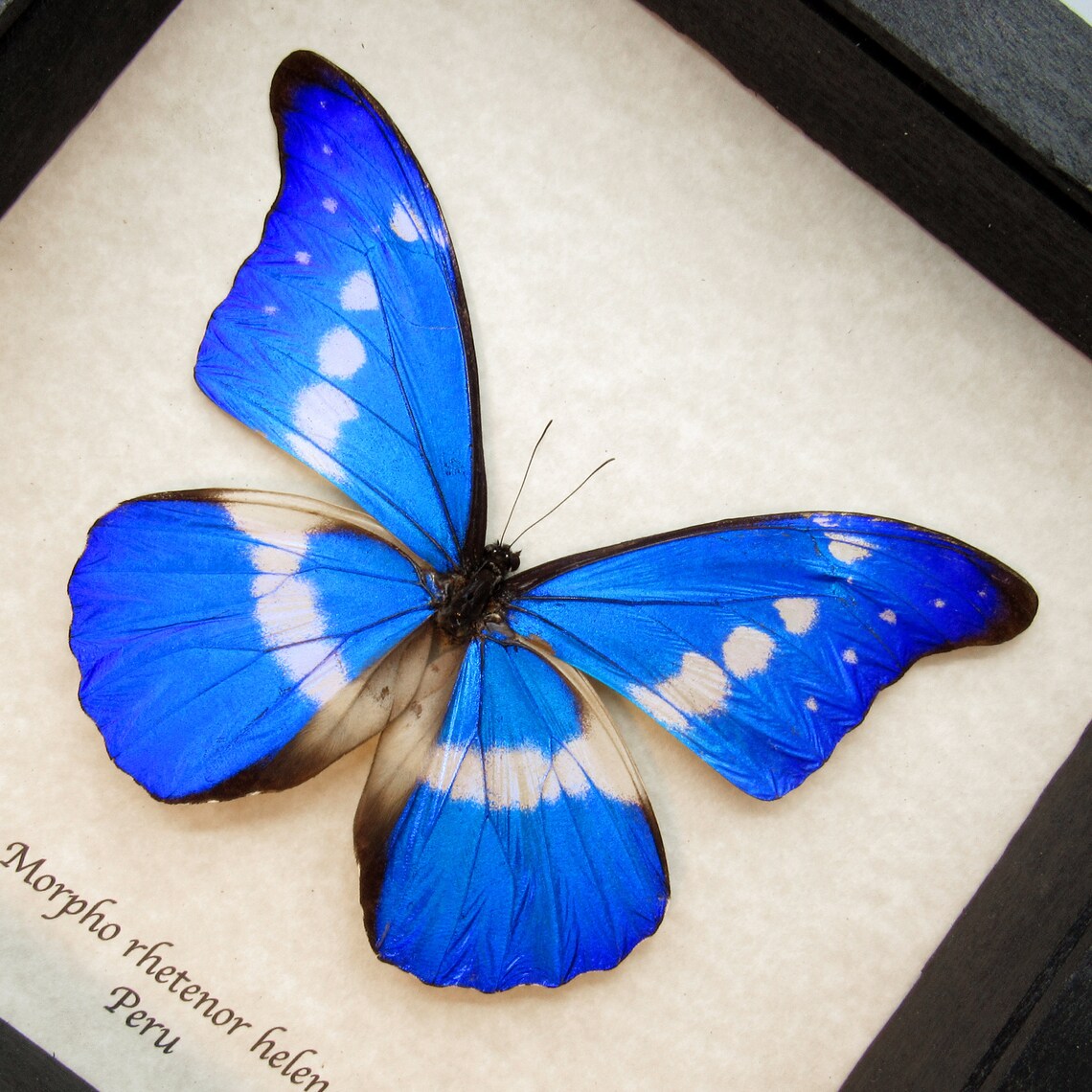 Real XL metallic blue butterfly framed Morpho rhetenor | Etsy