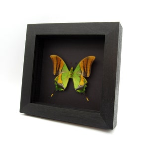 Real Rare Kaiser-i-hind Swallowtail Butterfly Framed Taxidermy ...