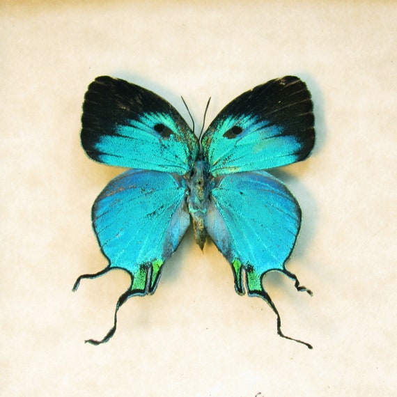 Rare Metallic Blue Butterfly Framed Taxidermy Arcas - Etsy