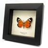 Rare Pink Tiger Moth Framed Taxidermy - Grammia Incorrupta - Etsy