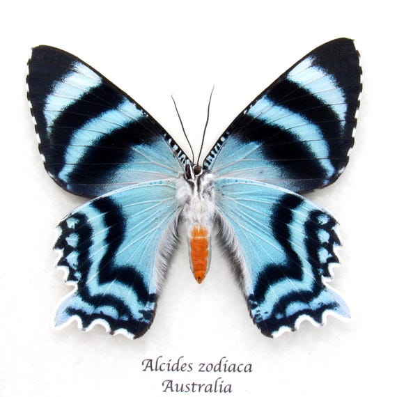 Zodiac moth 60 photos - Astrologytoyou.com