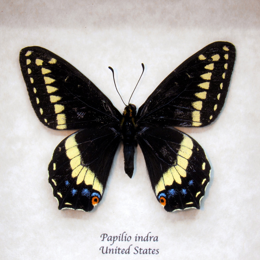 Real Black Indra Swallowtail Butterfly Framed Taxidermy - Papilio Indra ...