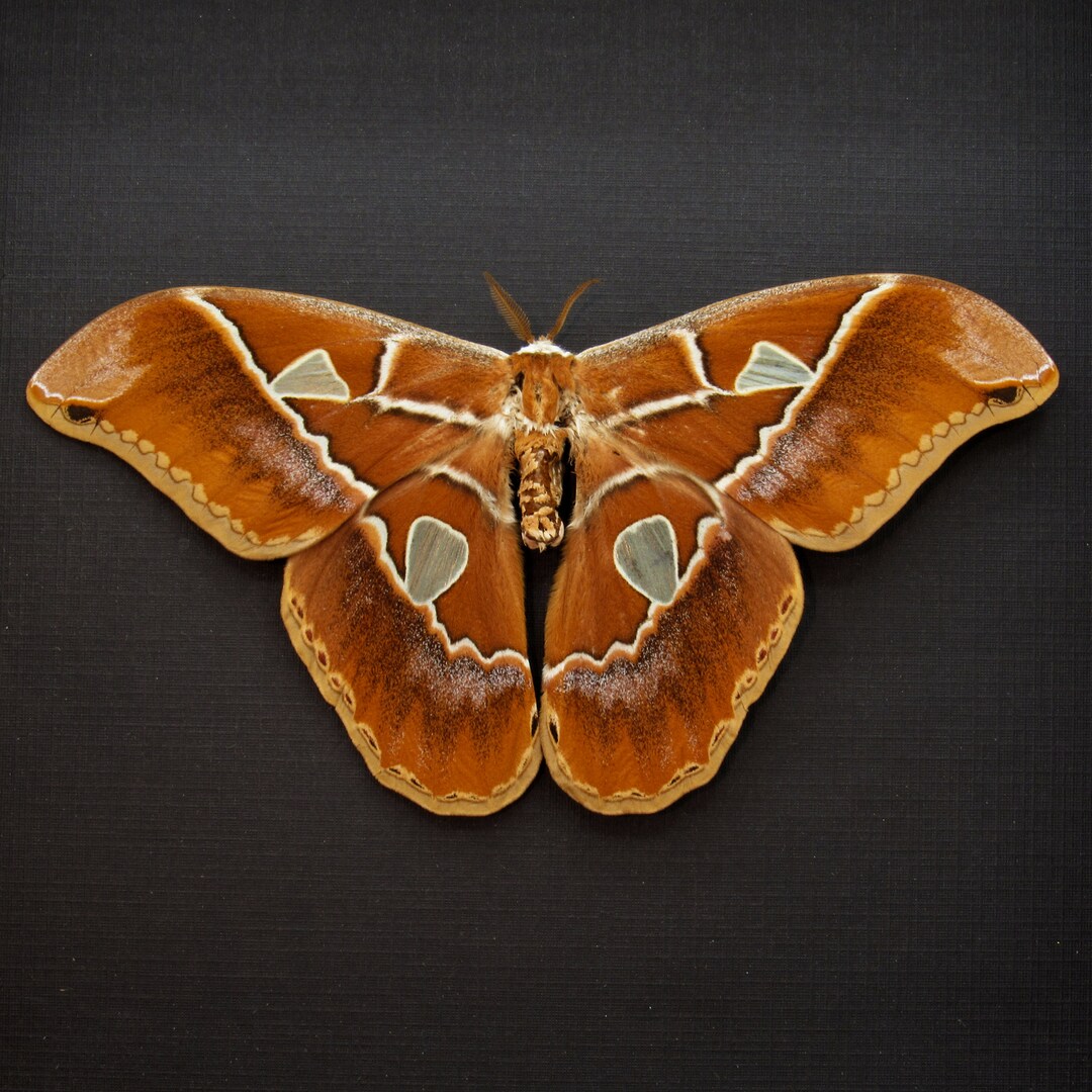 Real Large Saturn Moth Framed Taxidermy Rothschildia Hesperus Victorian ...