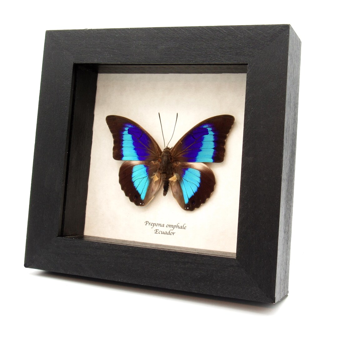 Rare Blue and Purple Brush-footed Butterfly Framed Taxidermy - Prepona ...