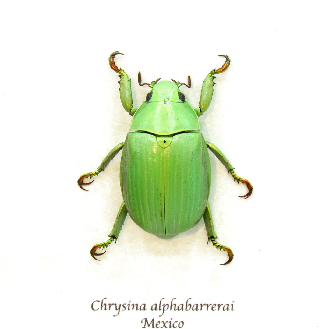 Real Green Jewel Scarab Beetle Framed Taxidermy - Chrysina ...