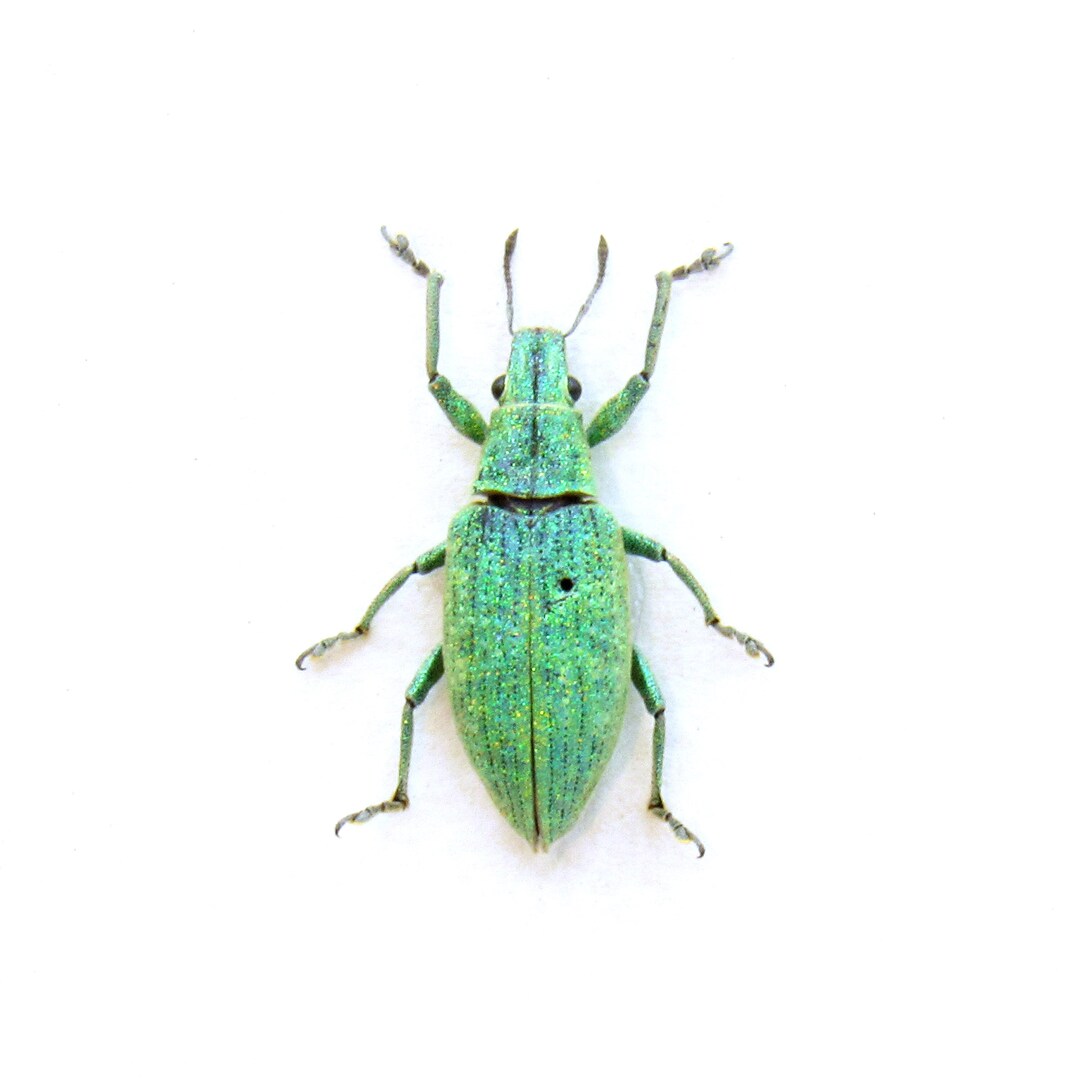 Real Tiny Glitter Gold Dust Weevil Framed Taxidermy Hypomeces Squamosus ...
