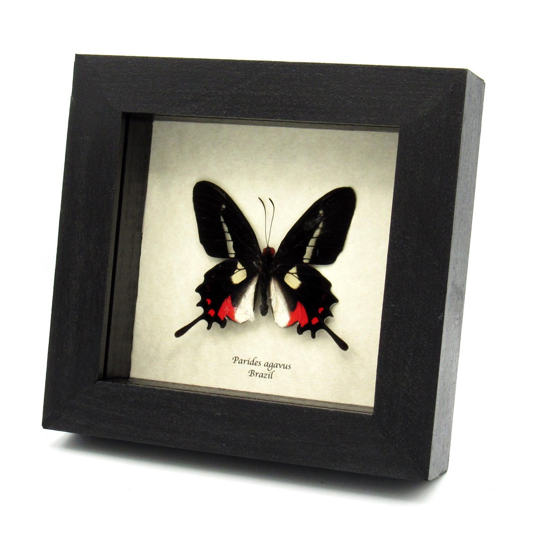 Rare Red Butterfly Framed Specimen - Parides Agavus - Etsy