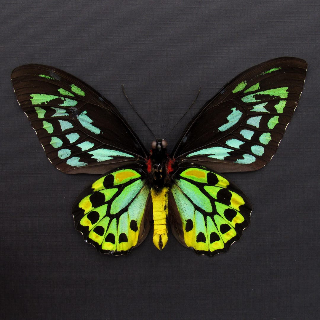 Rare Australian Cairns Birdwing Butterfly Framed Taxidermy ...