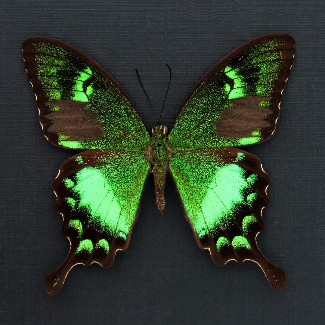 Rare Green Swallowtail Butterfly Framed Taxidermy - Papilio Neumogeni ...