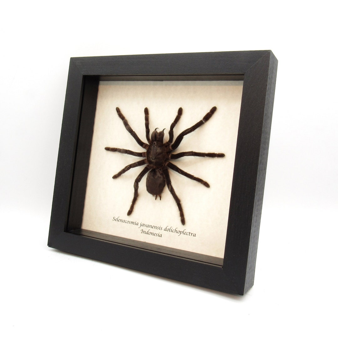 Real Java Yellow Kneed Tarantula Spider Framed Taxidermy - Selenocosmia ...