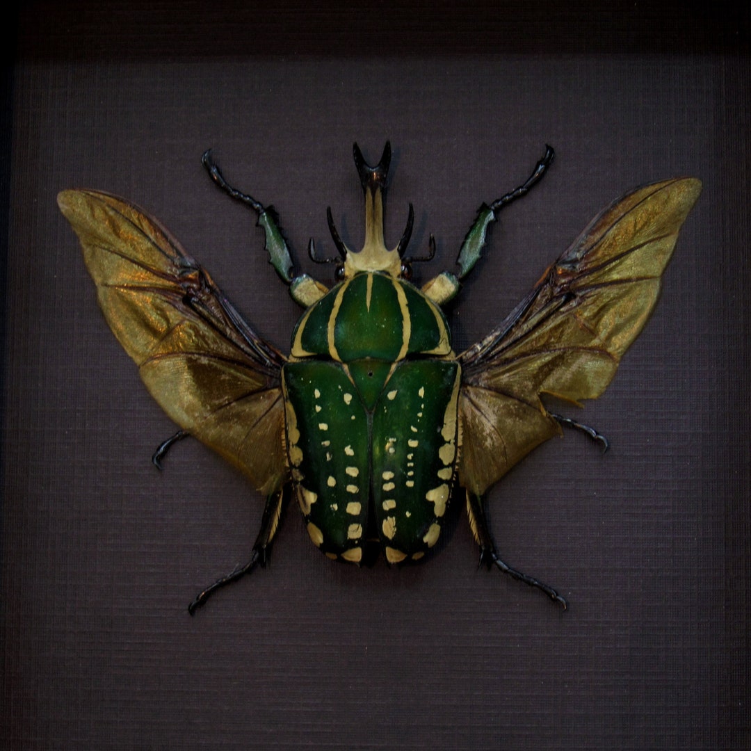 Large Scarab Beetle Framed Taxidermy Mecynorrhina Polyphemus Confluens ...