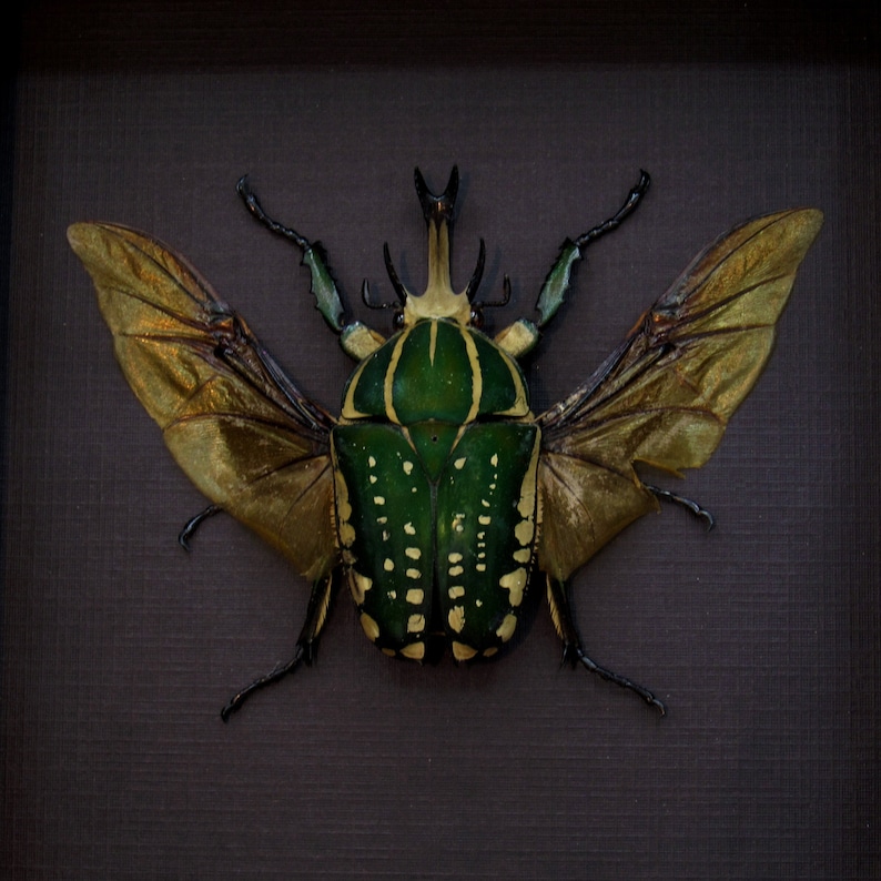 Large Scarab Beetle Framed Taxidermy Mecynorrhina Polyphemus - Etsy