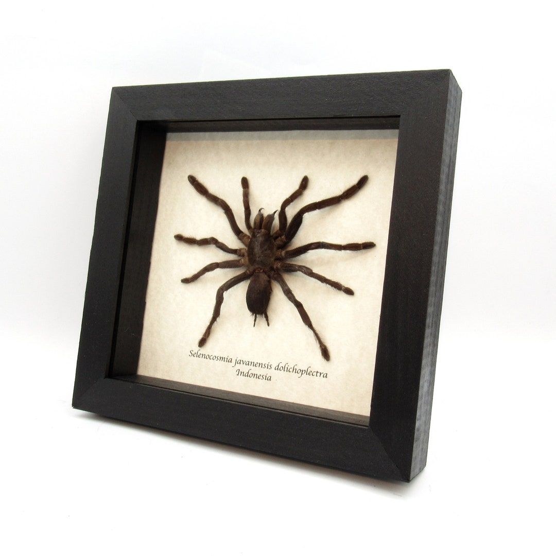 Real Java Yellow Kneed Tarantula Spider Framed Taxidermy - Selenocosmia ...