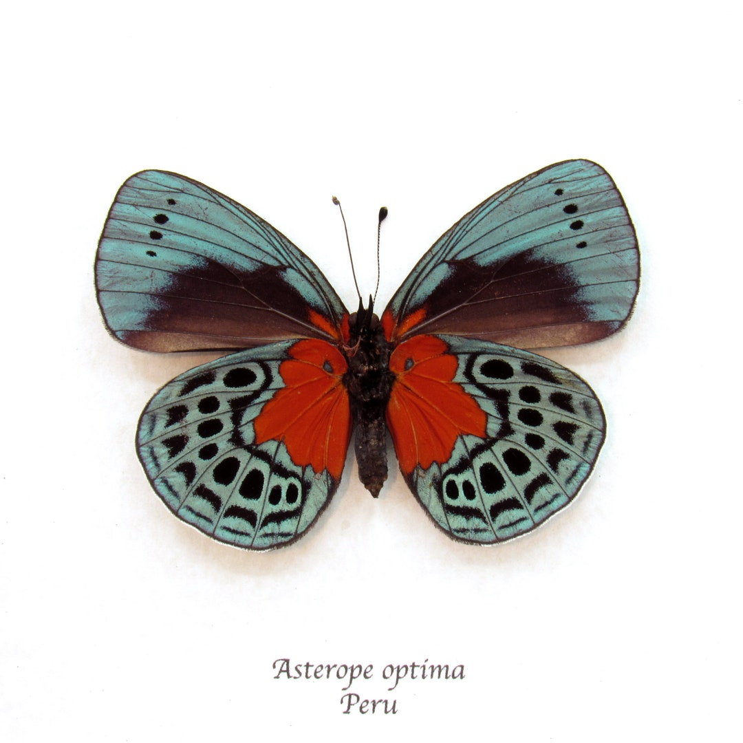 Real Framed Taxidermy Butterfly - Asterope Optima - Large Female - Etsy