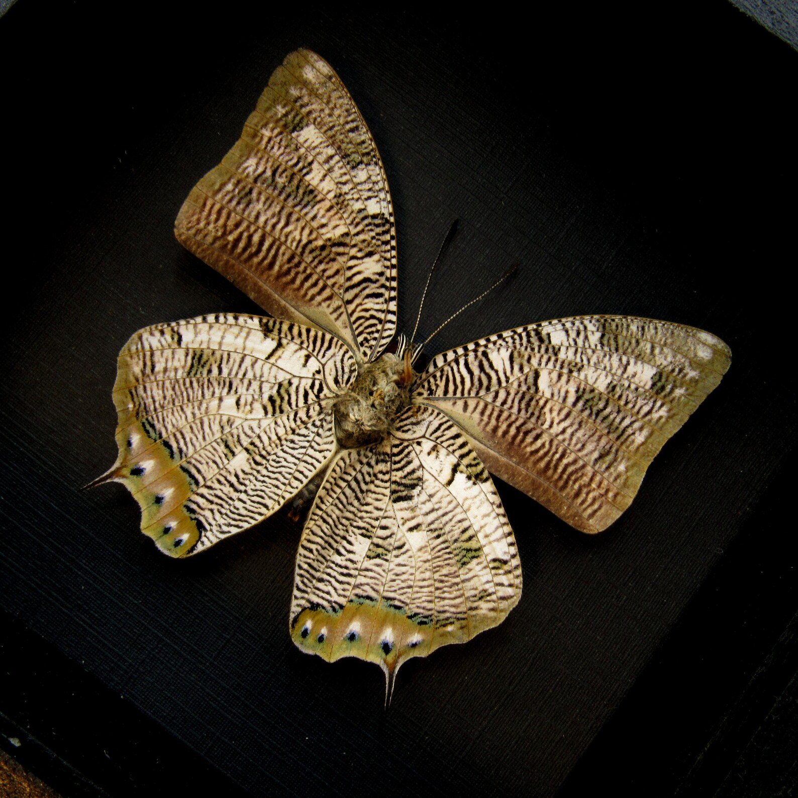 Real Snake Butterfly Framed Taxidermy Anaea Cyanea | Etsy