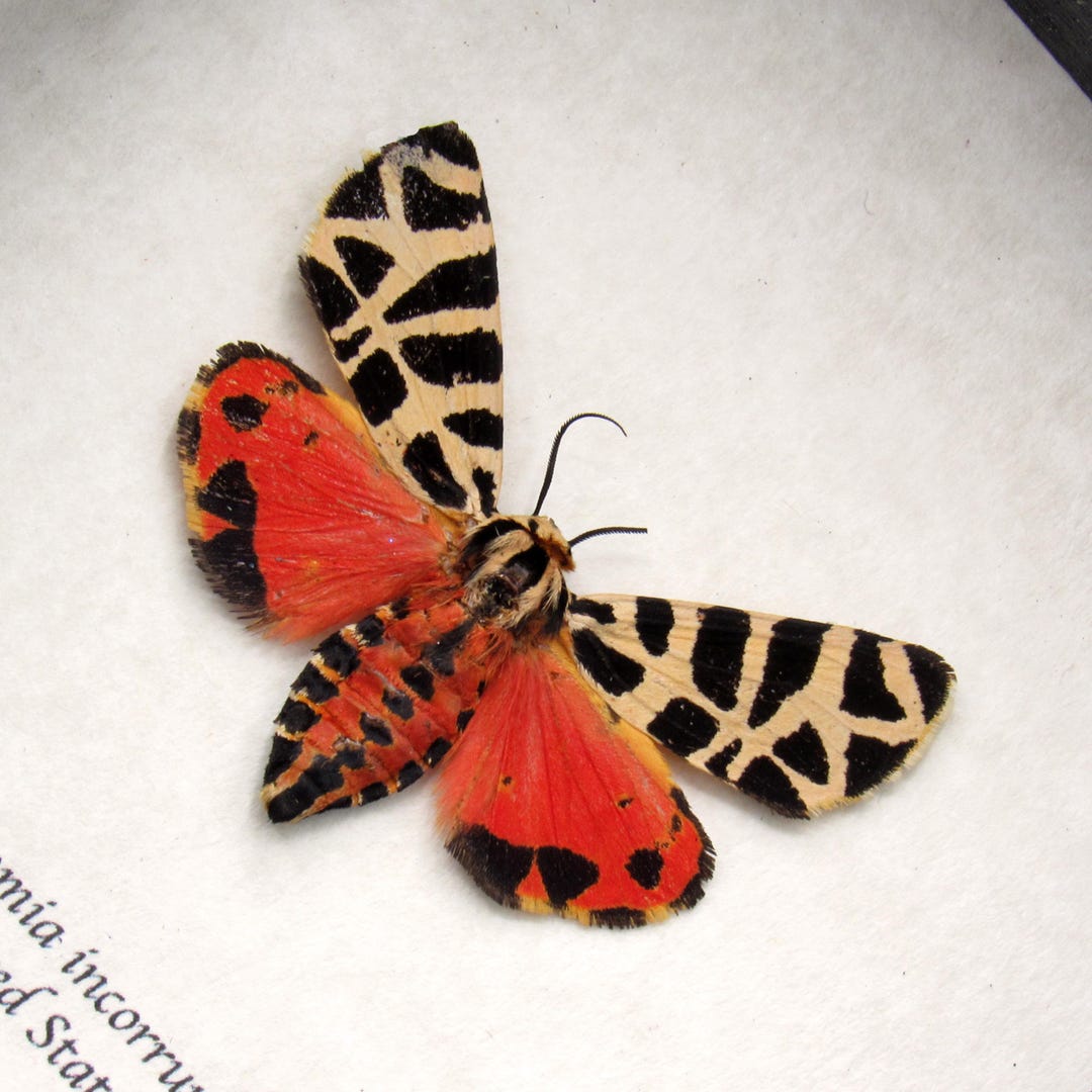 Rare Tiger Moth Framed Taxidermy - Grammia Incorrupta - Red Form - Etsy
