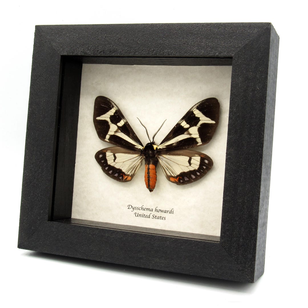 Real Northern Giant Flag Moth Framed Taxidermy - Dysschema Howardi - Etsy