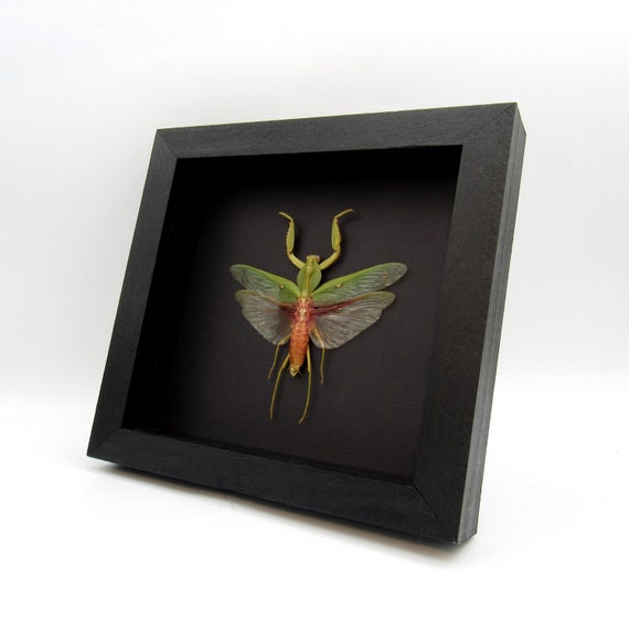 Real Giant Hooded Leaf Mantis Framed Taxidermy Rhombodera | Etsy