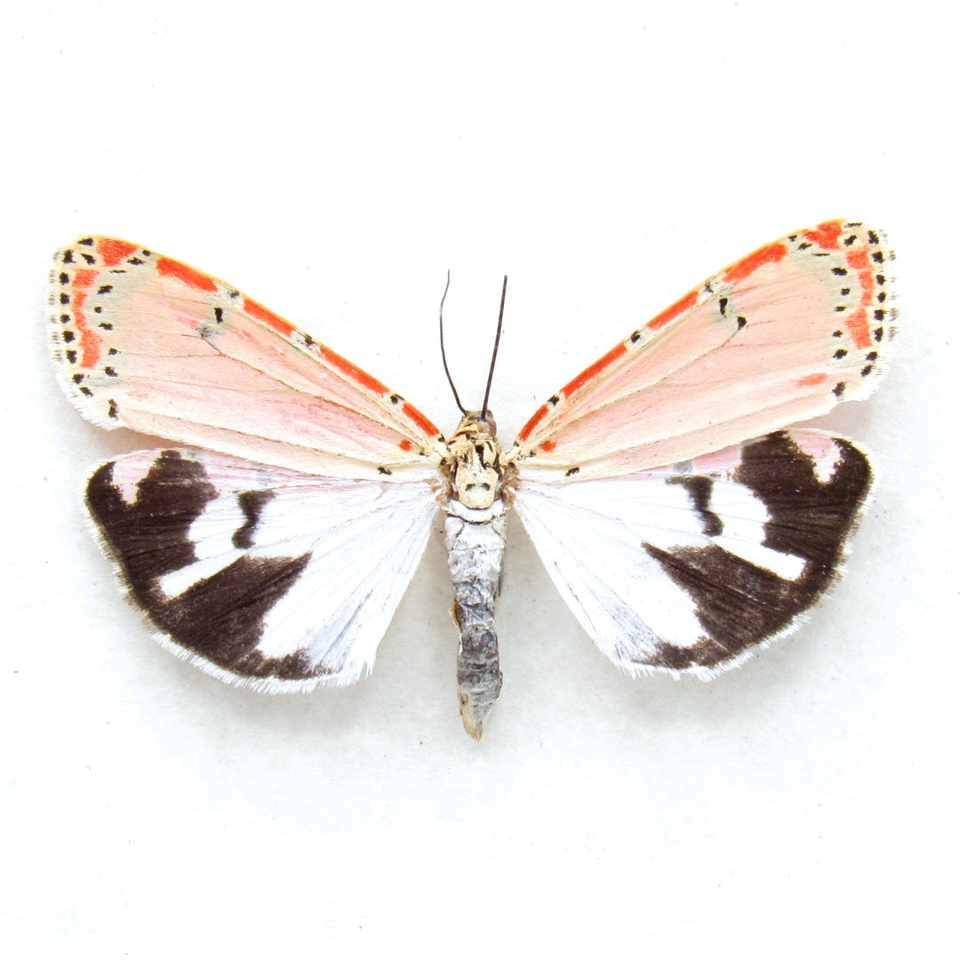 Real Pink Bella Rattlebox Moth Framed Taxidermy - Utetheisa Ornatrix ...