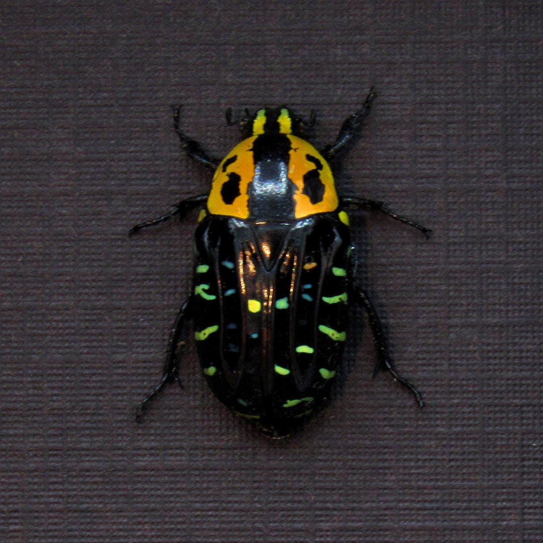 Real African Scarab Beetle Framed Taxidermy - Euchroea Urania - Etsy