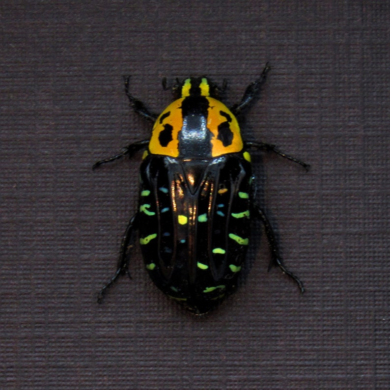 Real African Scarab Beetle Framed Taxidermy Euchroea Urania - Etsy