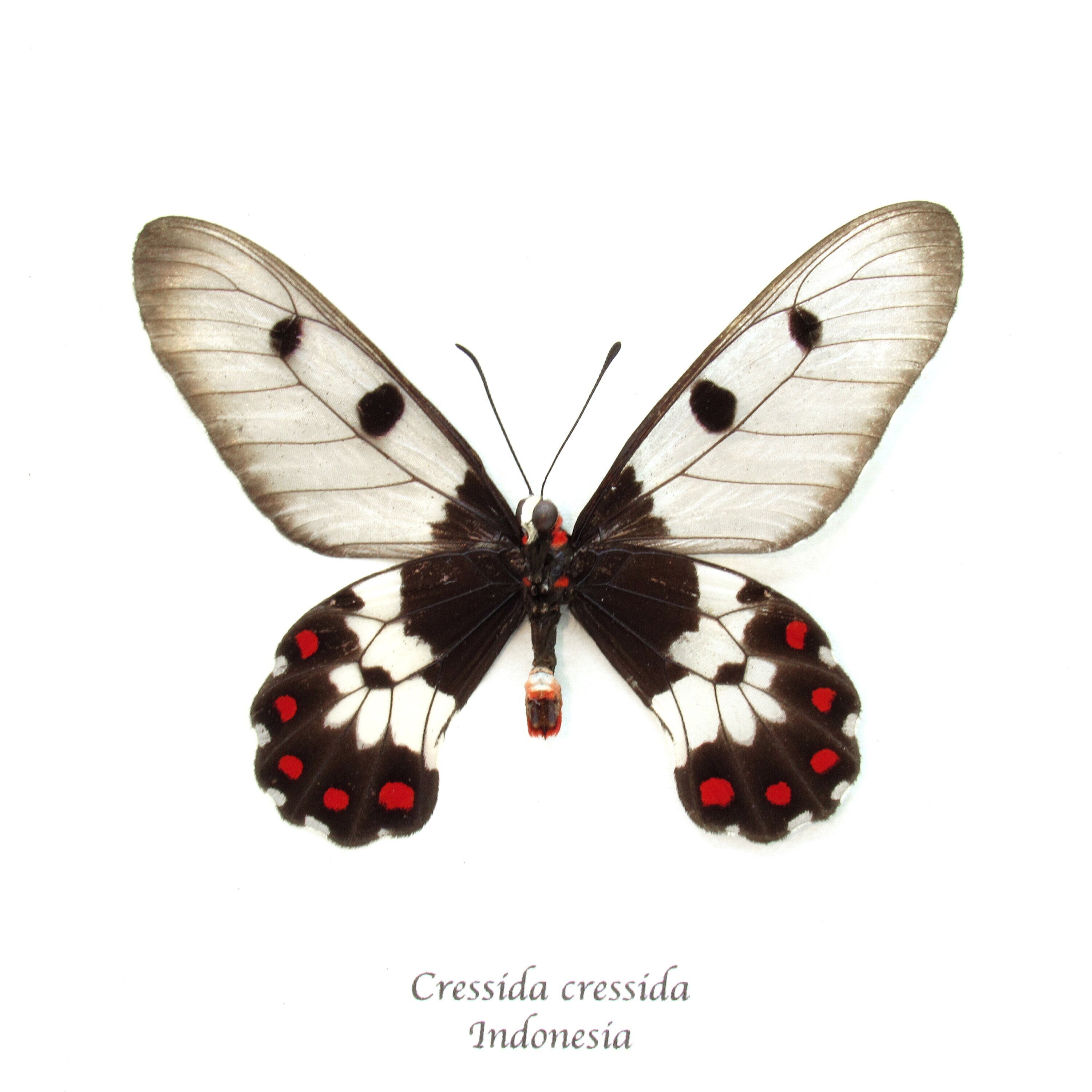 Real Clearwing Swallowtail Butterfly Framed Taxidermy - Cressida ...