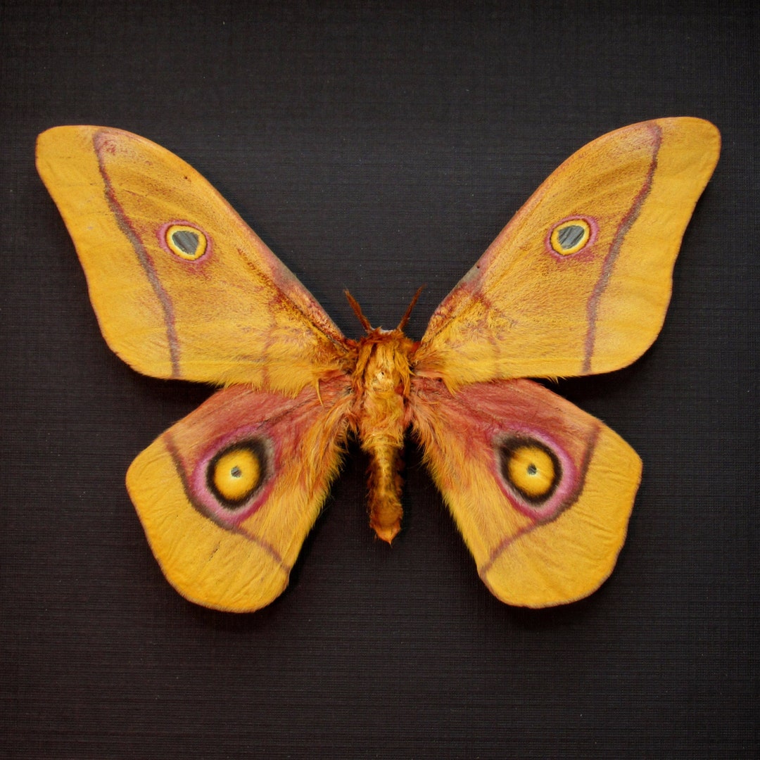 Real Pink Giant Emperor Moth Framed Taxidermy Nudaurelia Krucki - Etsy