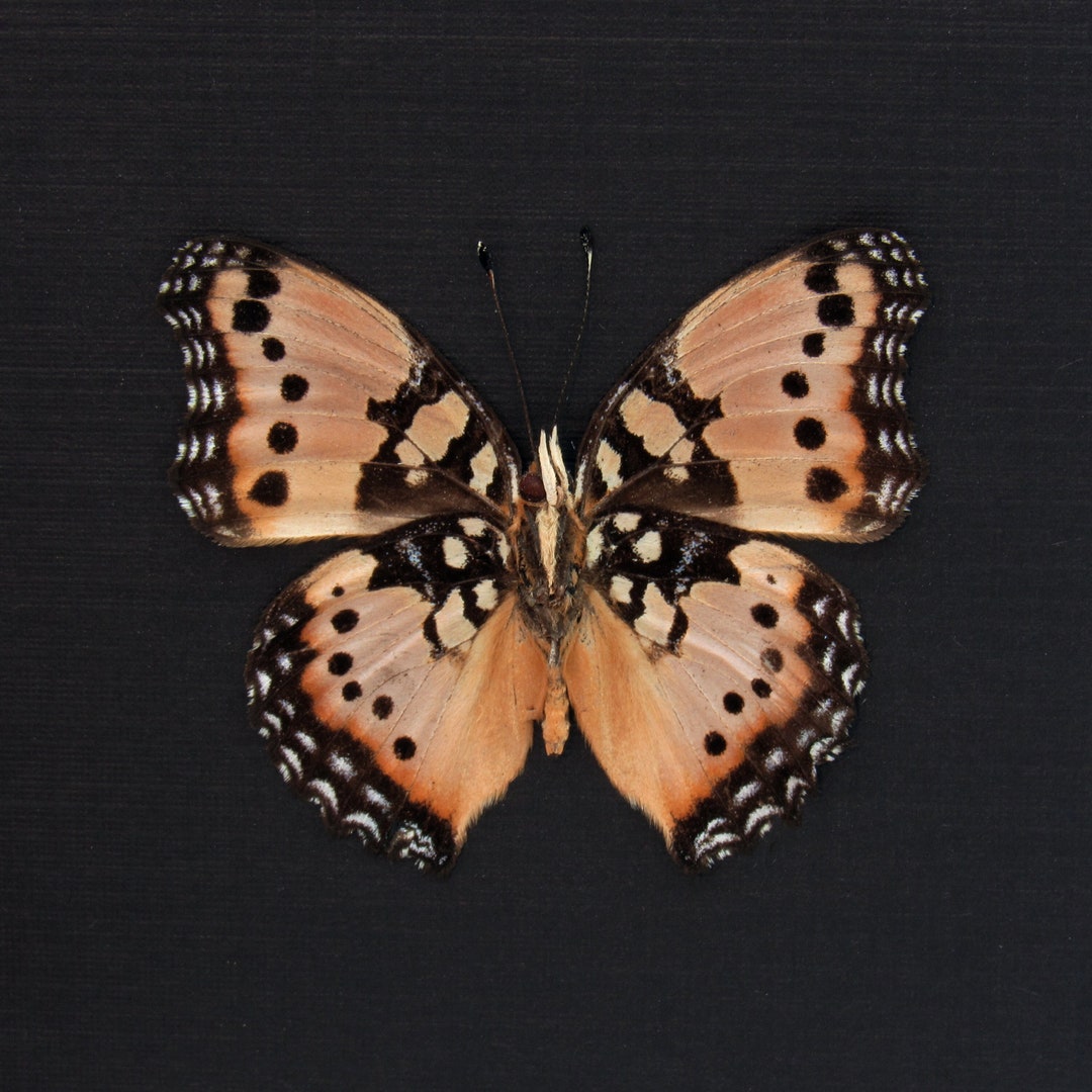 Rare Pink Form Gaudy Commodore Butterfly Framed Taxidermy - Precis ...