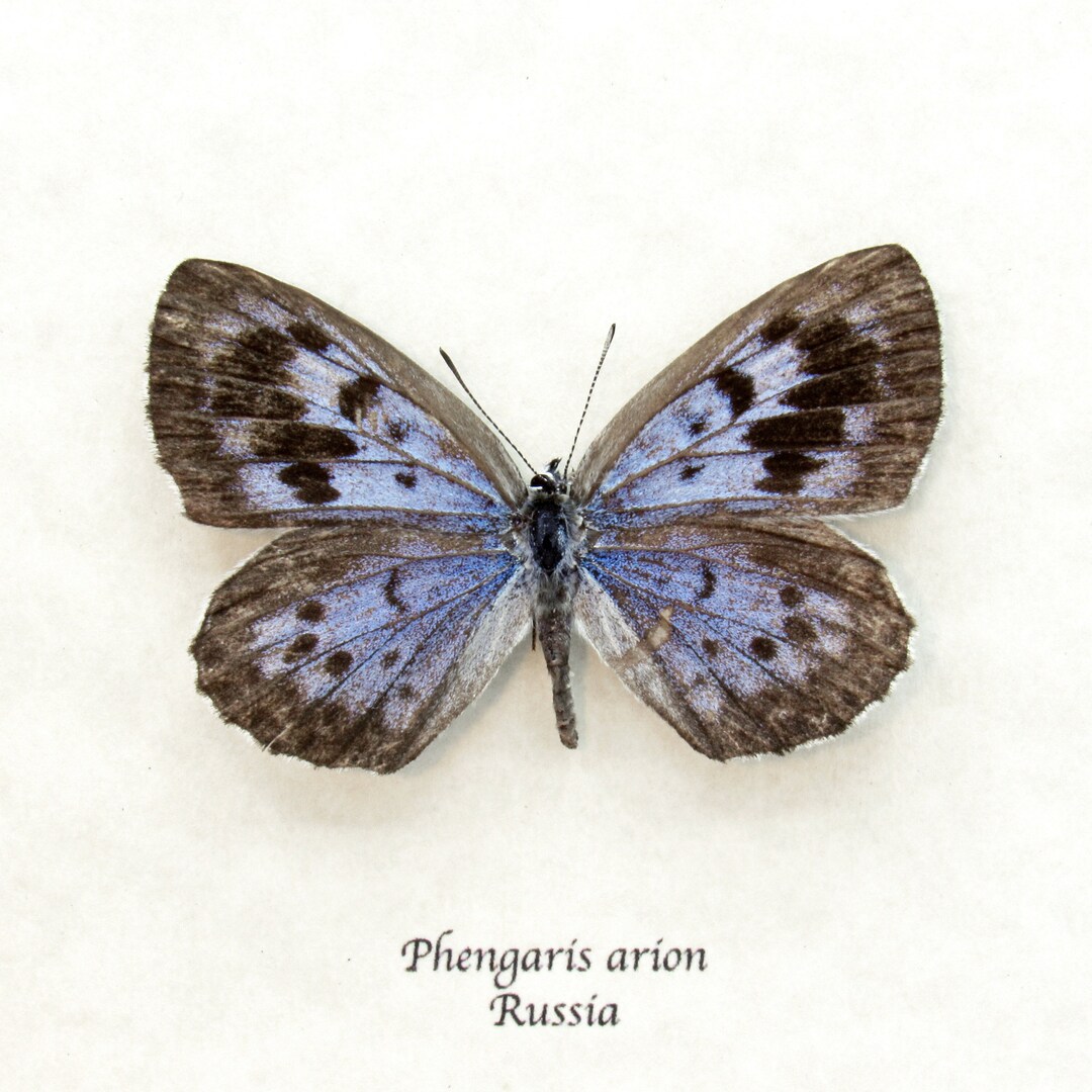 Rare Carnivorous Large Blue Butterfly Framed Taxidermy - Phengaris ...