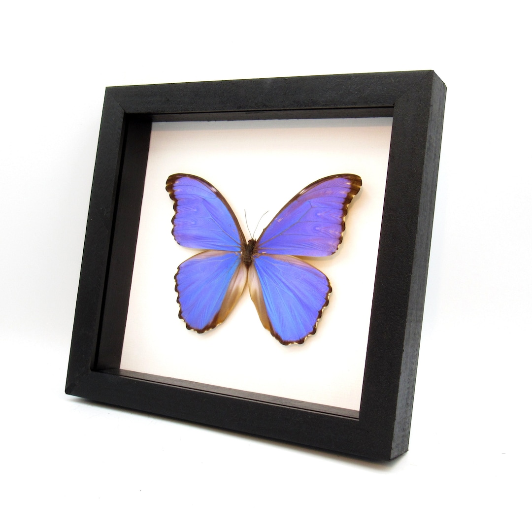 Real Giant Blue Morpho Butterfly Framed Taxidermy - Morpho Godarti - Etsy