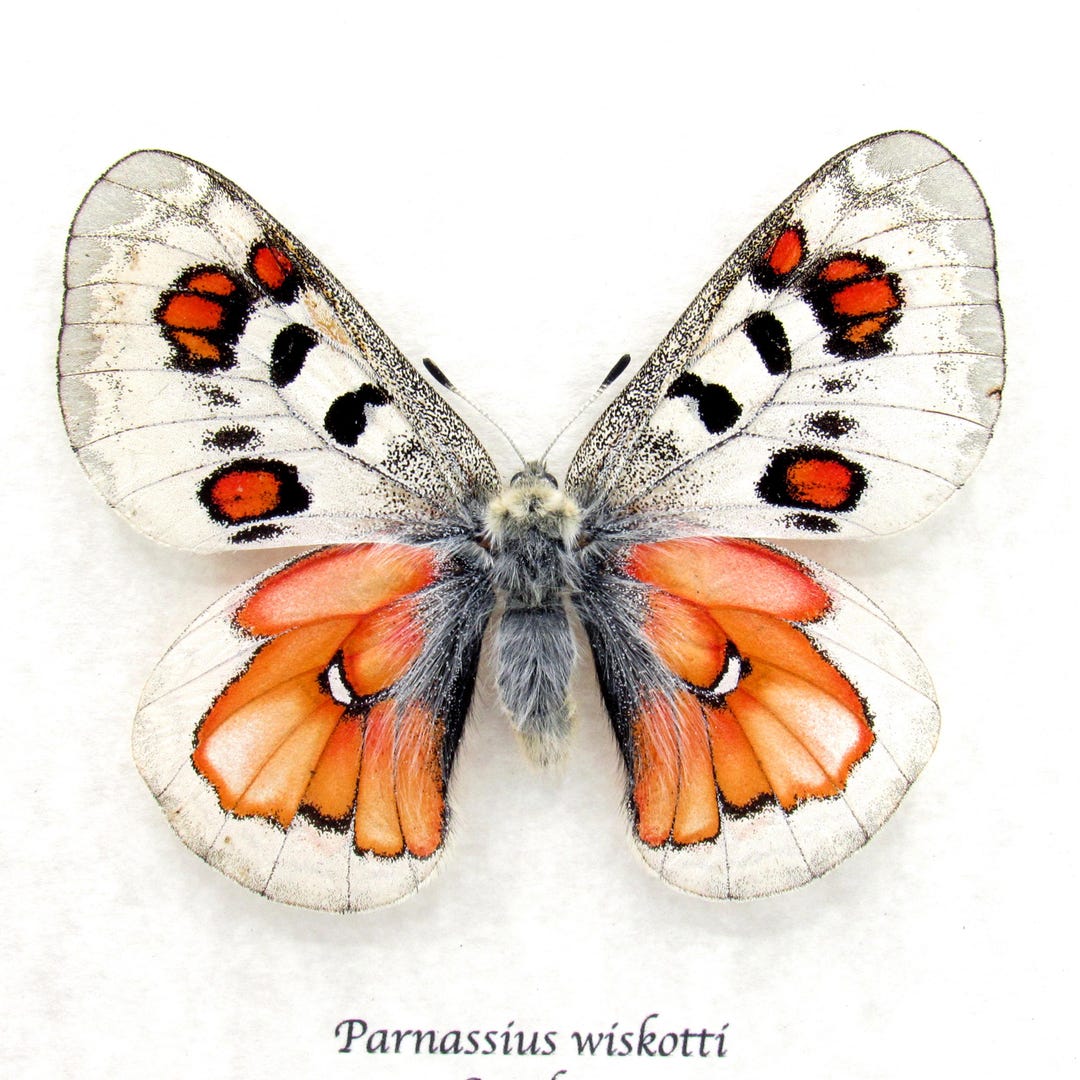 Very Rare Hybrid Snow Apollo Butterfly Framed Taxidermy - Parnassius ...