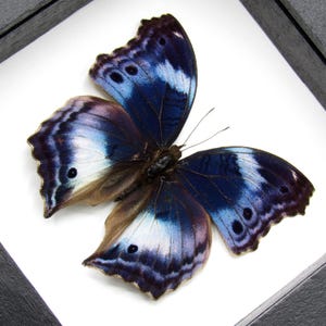 Rare Western Blue Beauty Butterfly Framed Taxiermy - Protogoniomorpha ...