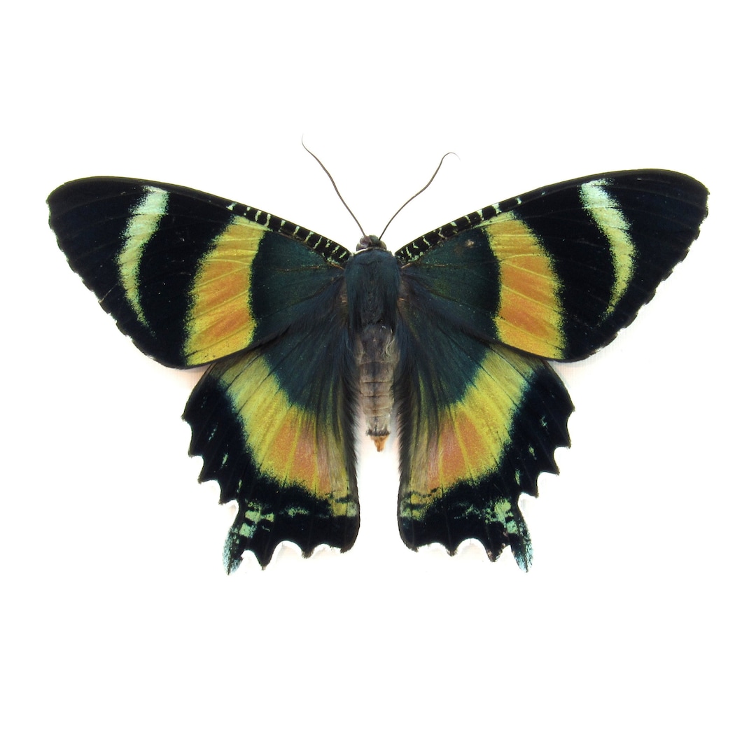 Rare Framed Zodiac Moth Taxidermy - Alcides Zodiaca - XL Pink Form ...