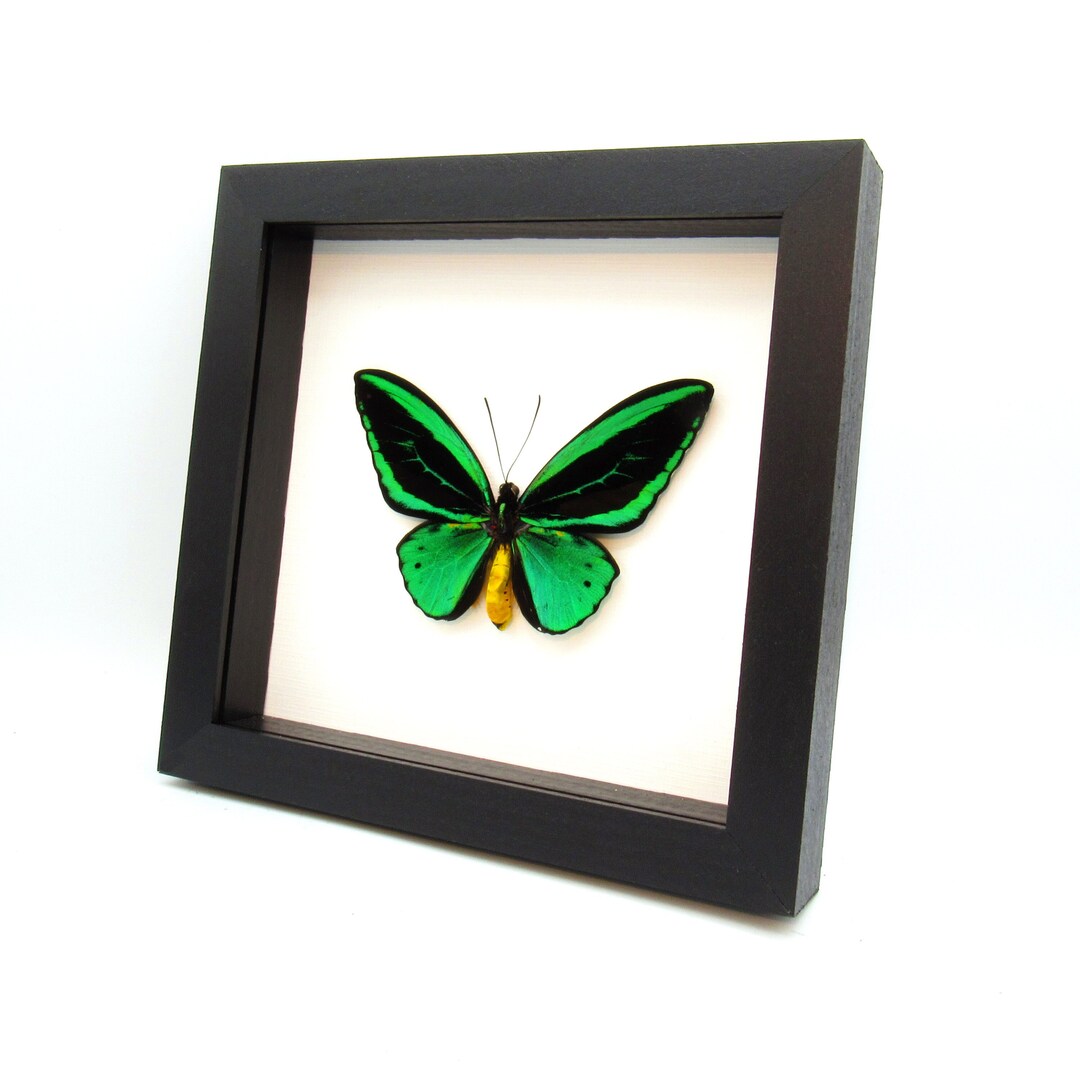 Real XL "triton Form" Green Birdwing Butterfly Framed Taxidermy ...