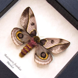 Rare Pink Saturn Moth Framed Taxidermy - Automeris Frankae - Female - Etsy